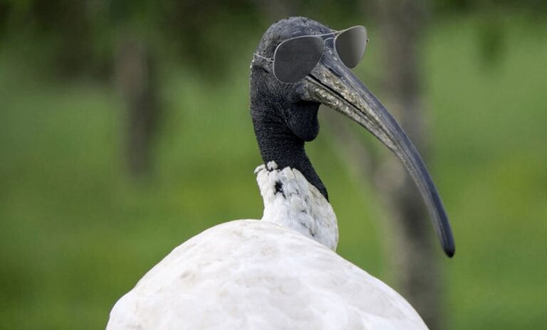 Mastermind Behind Sydney's 'Bin Chicken' Epidemic Has Finally Been ...