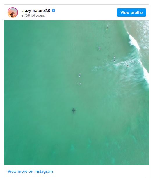 Zach Berman Captures South African Sharks Like You've Never Seen Before
