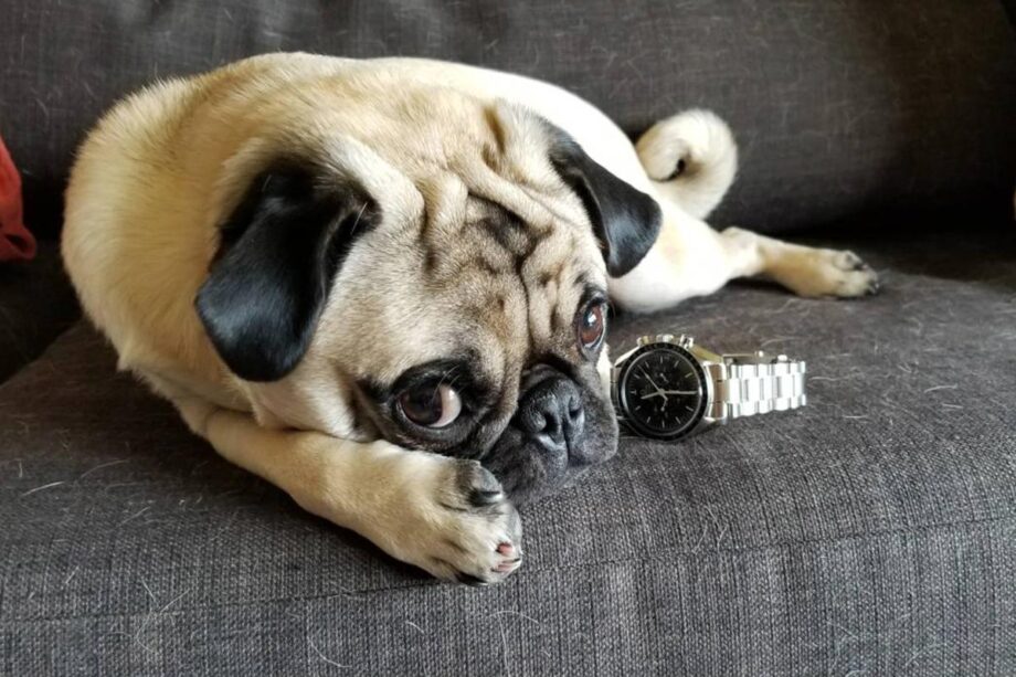 Luxury Watches Prove to Be a Better Investment Than Designer Dogs in ...