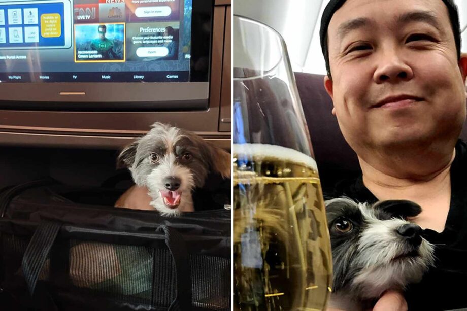 Two Lucky Corgis Fly Business Class From San Francisco To Singapore