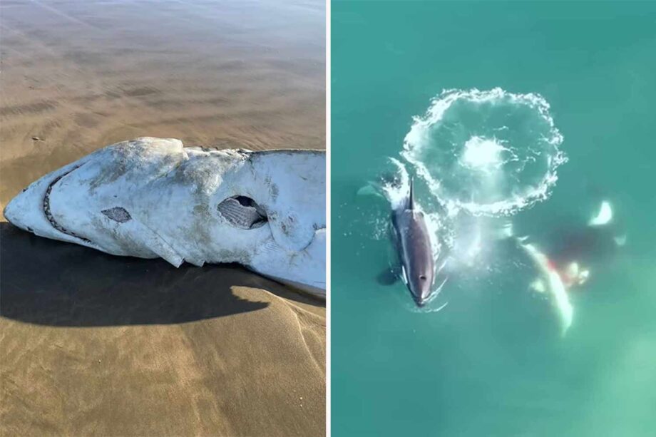 Aerial Footage Captures Killer Whales Hunting Great Whites for the ...