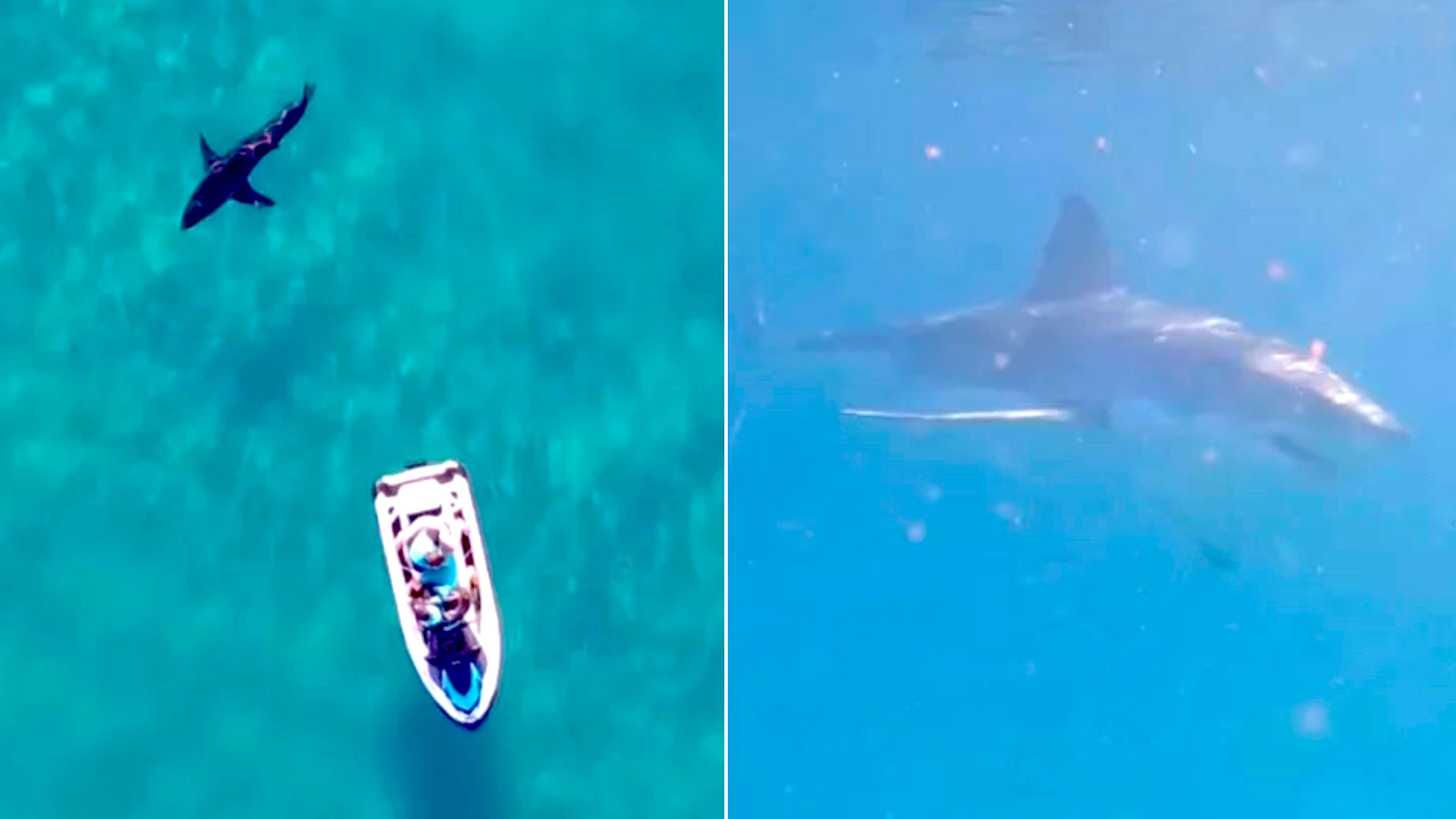 Sydney Brothers Capture Close-Up Encounter with Curious Great White Shark