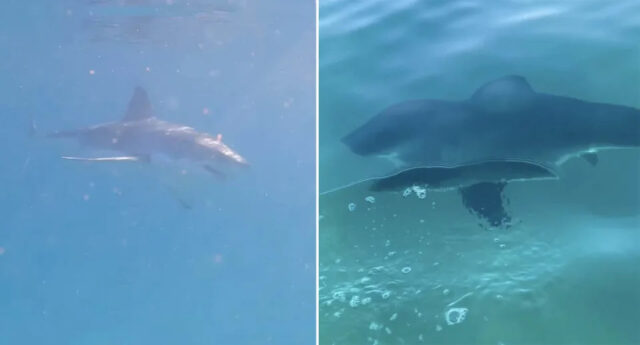 Sydney Brothers Capture Close-Up Encounter with Curious Great White Shark
